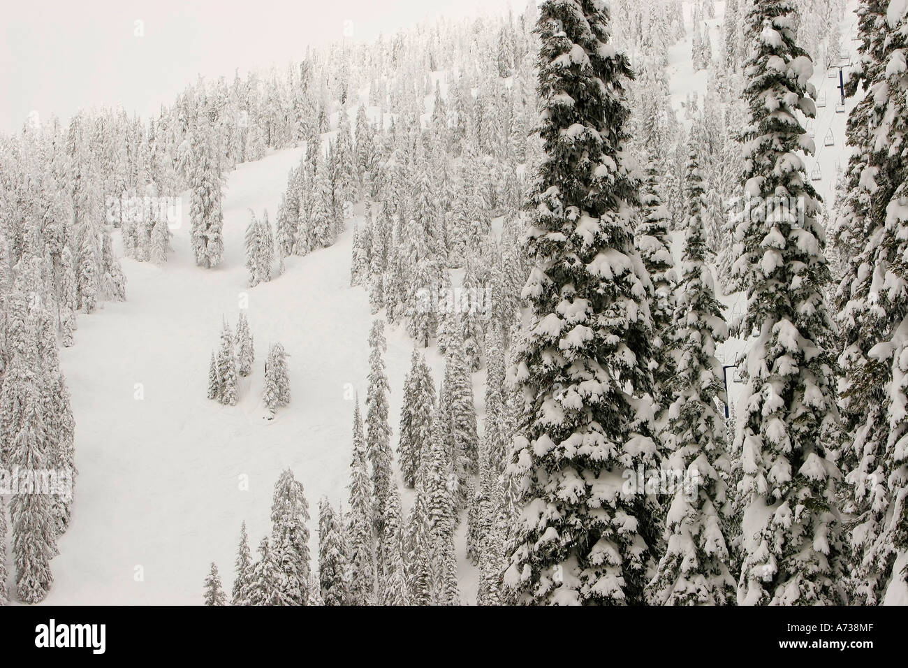 Frosted evergreens hi-res stock photography and images - Alamy
