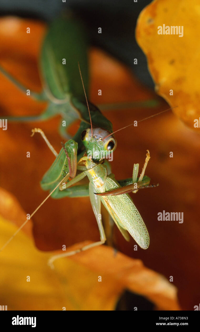 European preying mantis (Mantis religiosa), female, amongst leaves ...