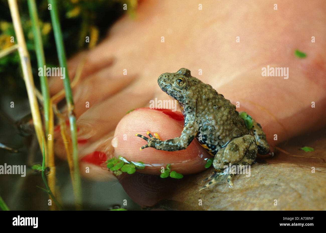 Toads foot hi-res stock photography and images - Alamy