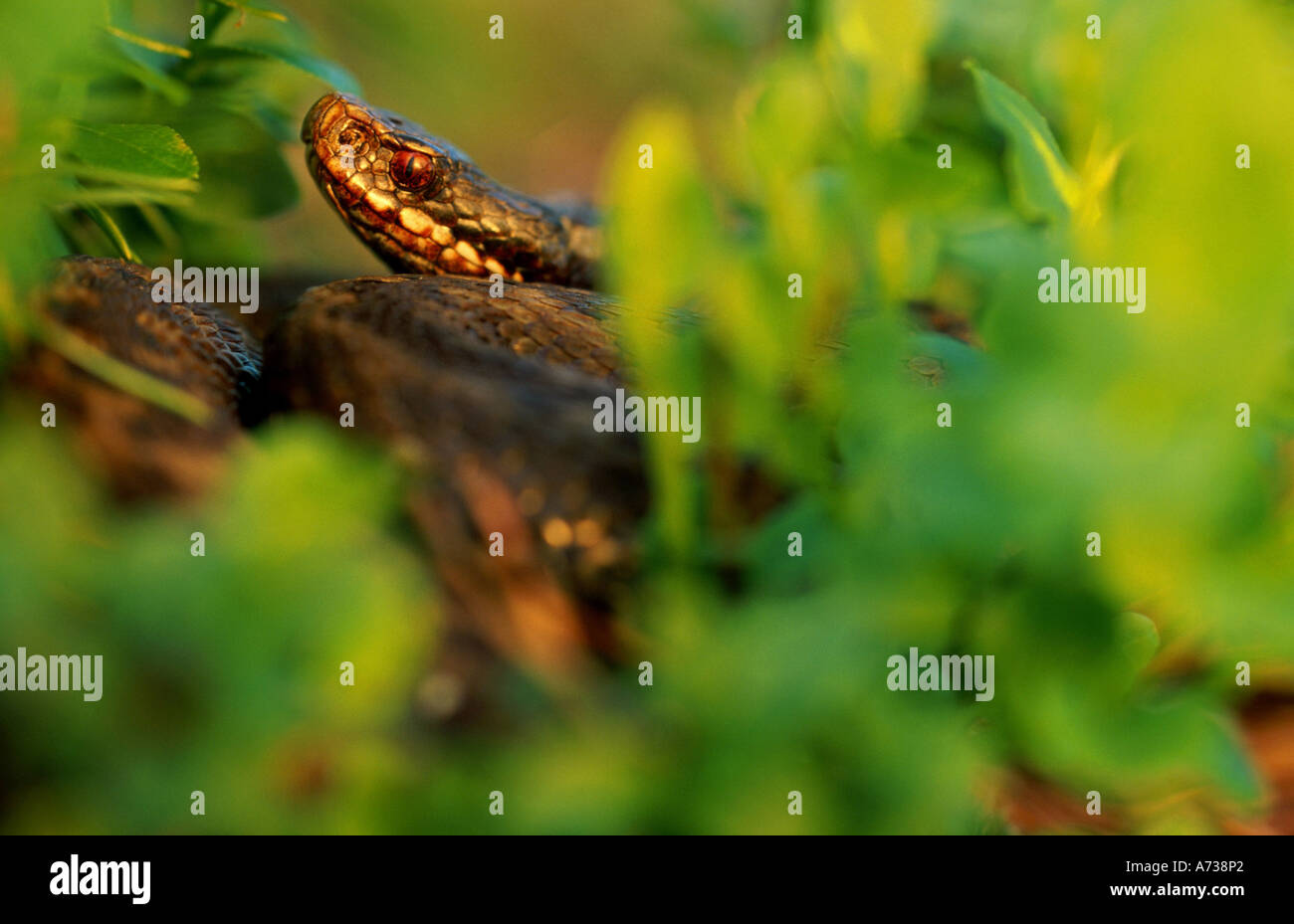 adder, common viper, common European viper, common viper (Vipera berus ...