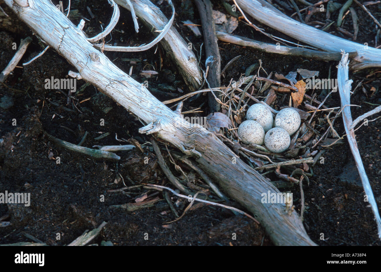 common sandpiper (Actitis hypoleucos), nest with eggs, Germany, North ...