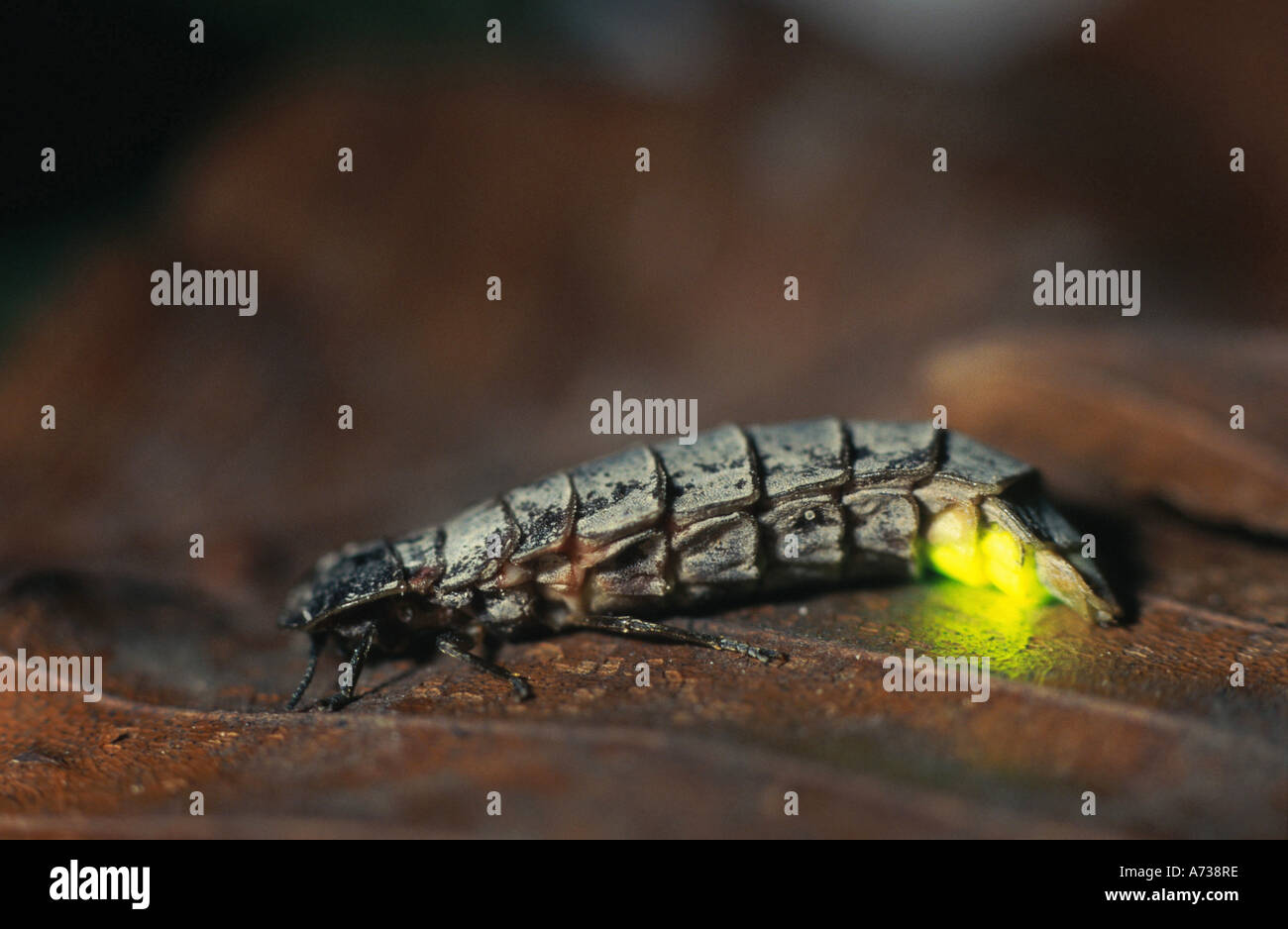 Glowing glowworm macro hi-res stock photography and images - Alamy