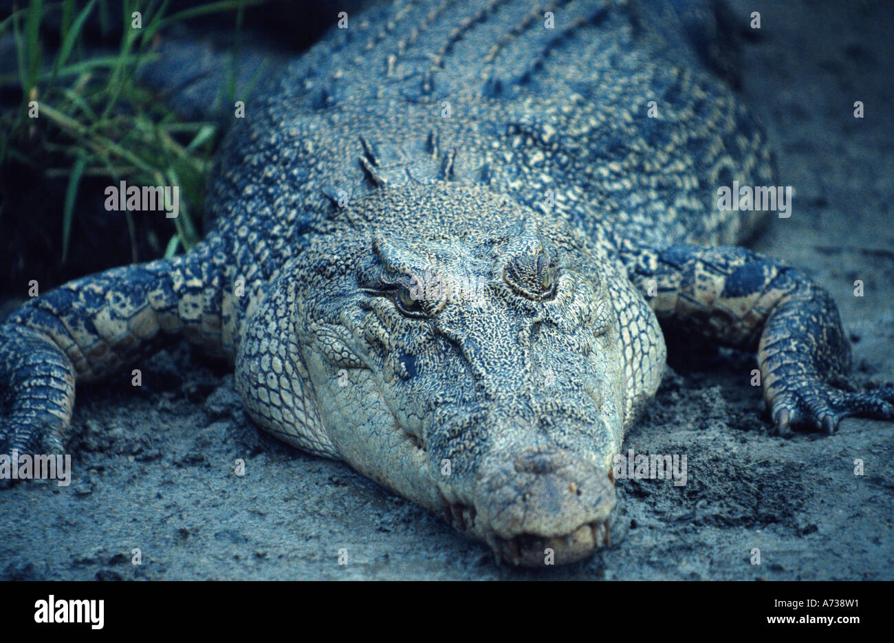 saltwater crocodile, estuarine crocodile (Crocodylus porosus), portrait ...