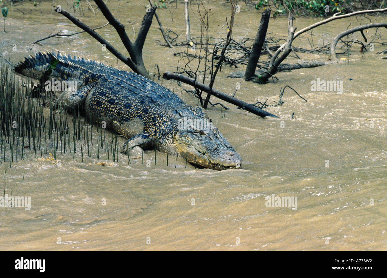 Mary river wetlands crocodiles hi-res stock photography and images - Alamy