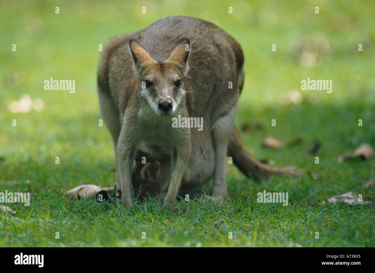 agile wallaby or sandy wallaby (Macropus agilis), young in pouch ...