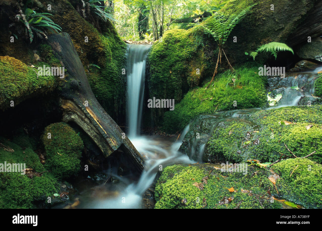 brook with moss, United Kingdom, England Stock Photo - Alamy