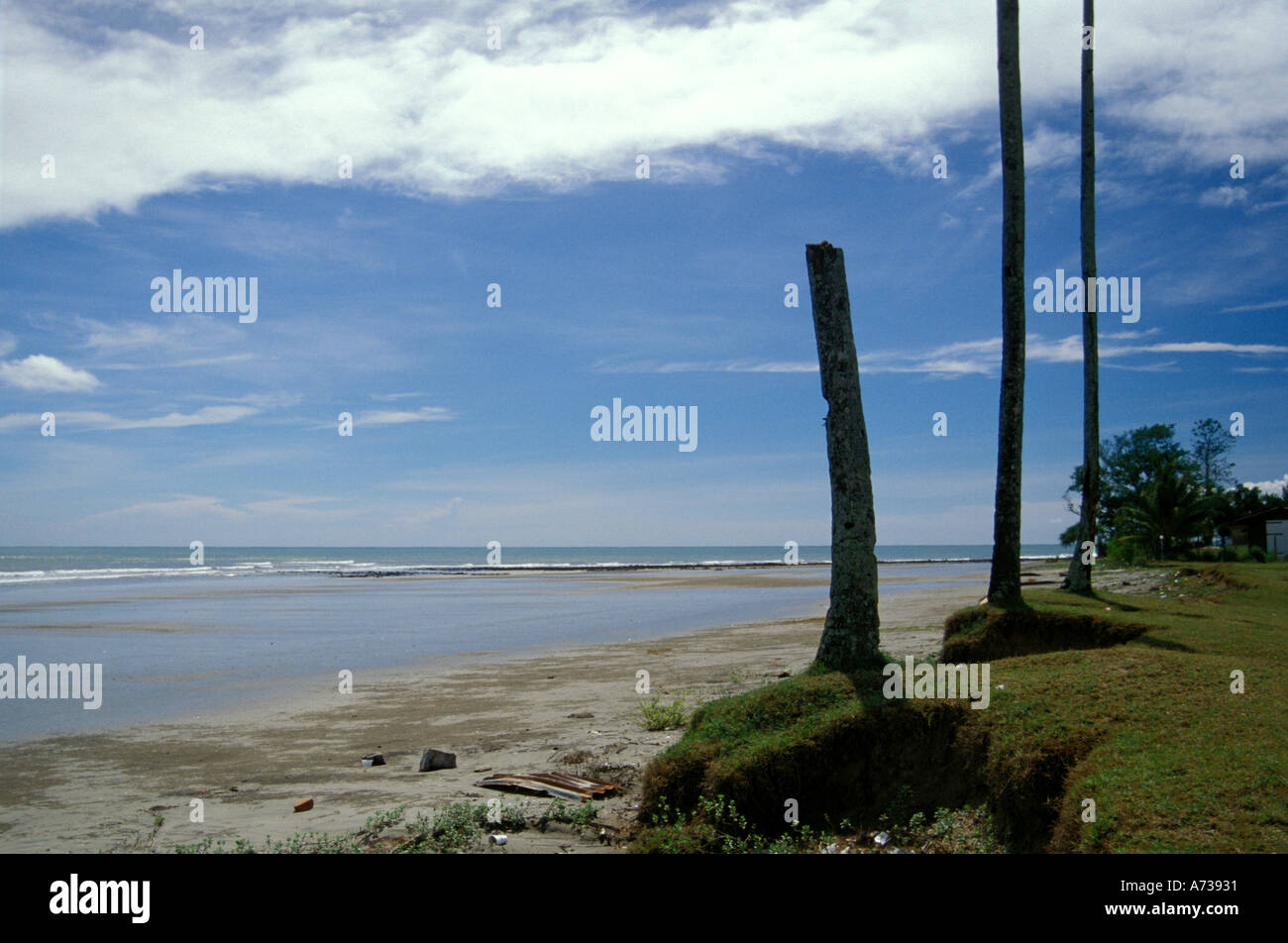 Dead coconut trees by seaside Stock Photo - Alamy