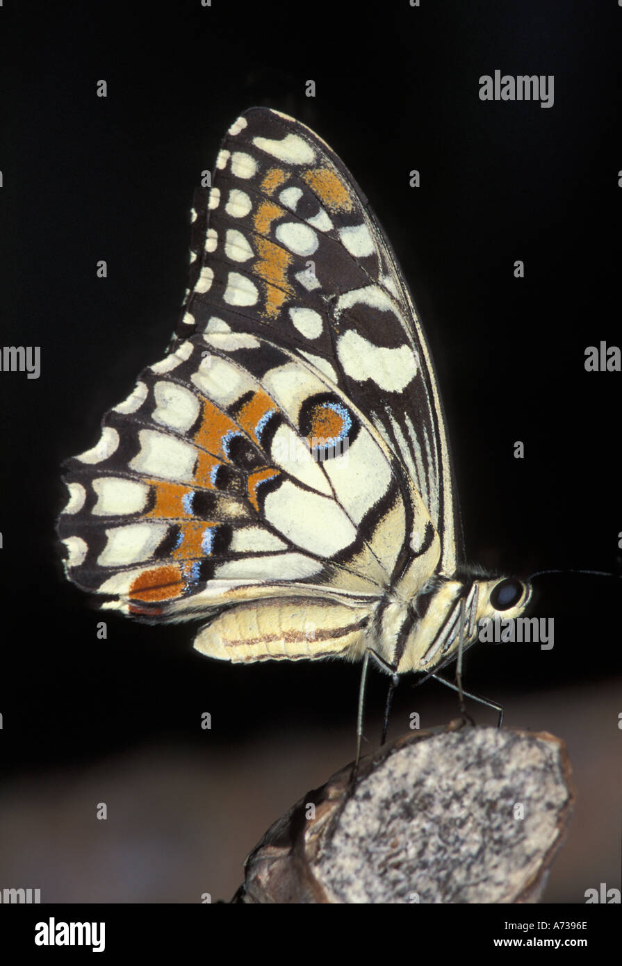 Chequered swallowtail australia hi-res stock photography and images - Alamy