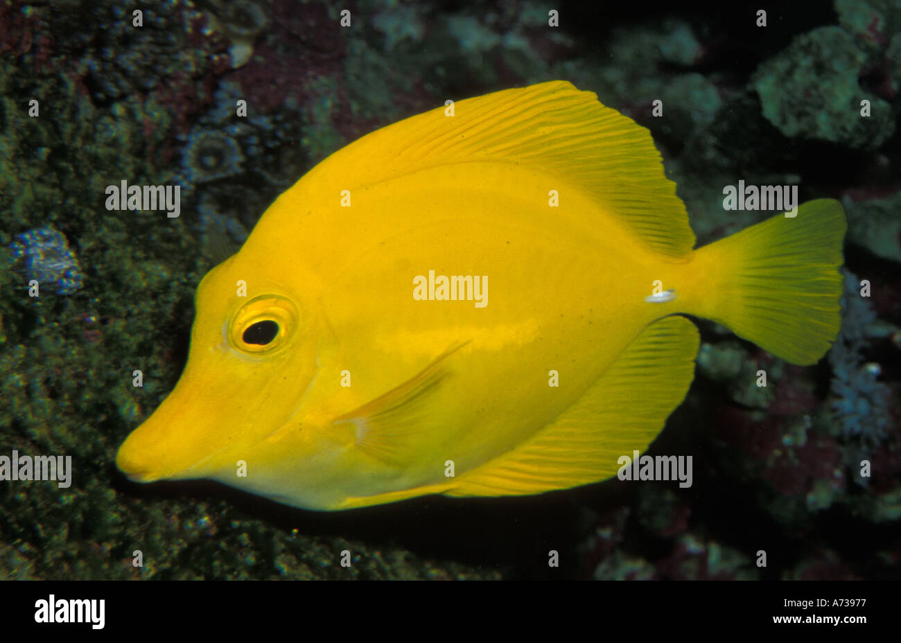 A coral fish Stock Photo - Alamy