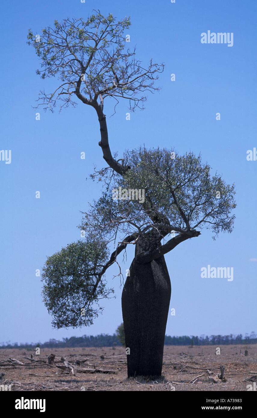 Boab Tree, Australia Stock Photo - Alamy