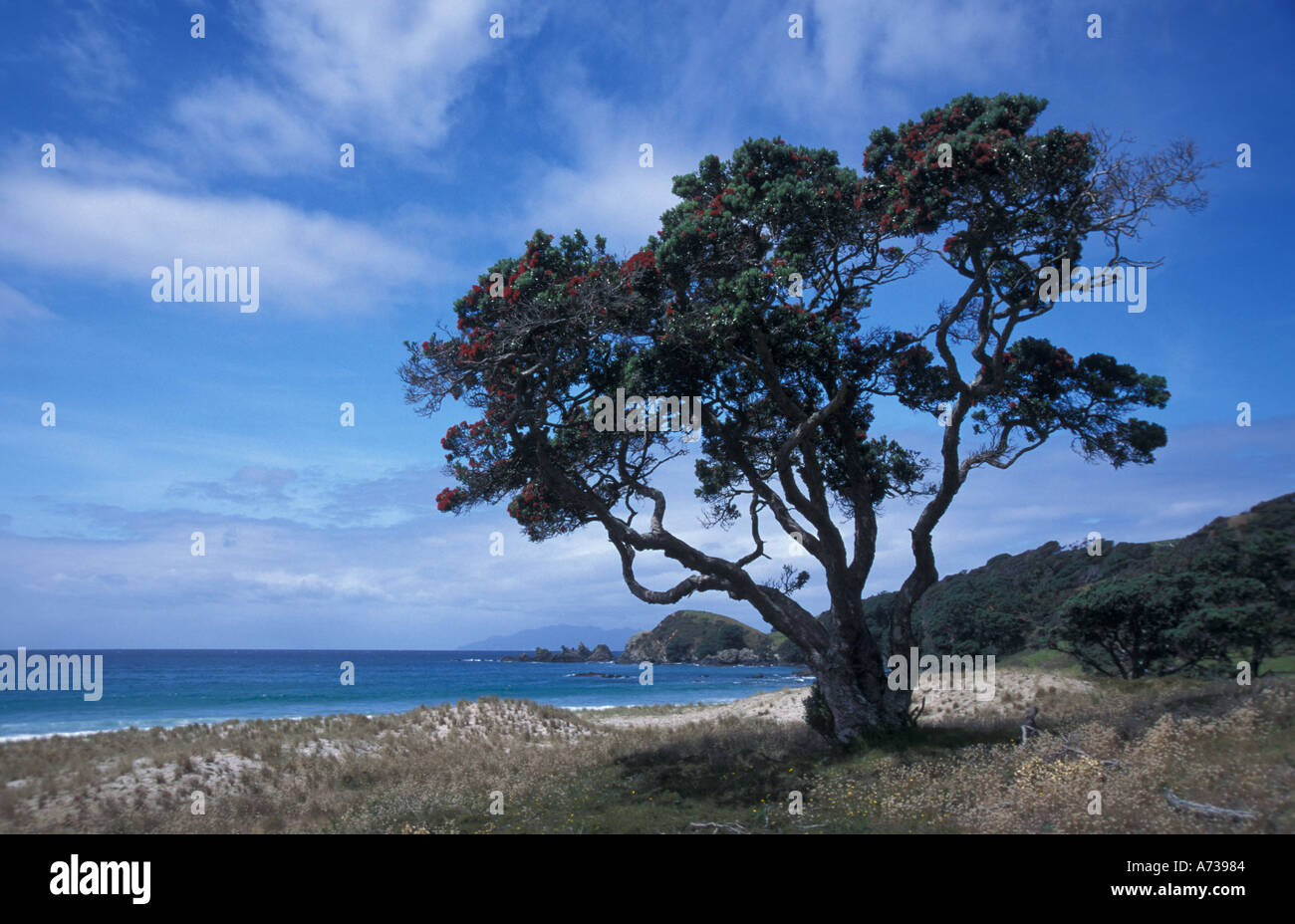Puhutukawa Tree, New Zealand Stock Photo - Alamy