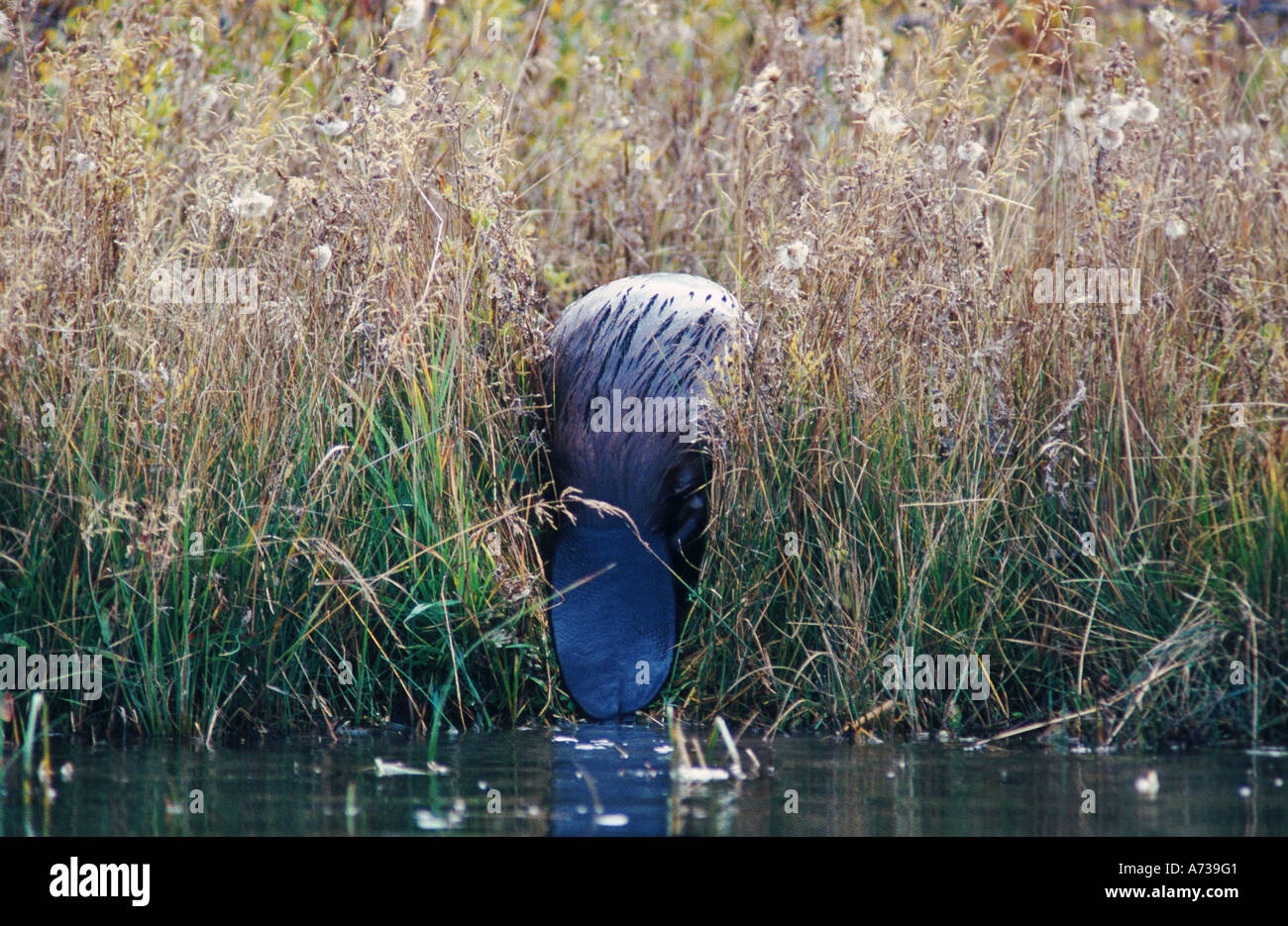 North American beaver, Canadian beaver (Castor canadensis), walking on ...