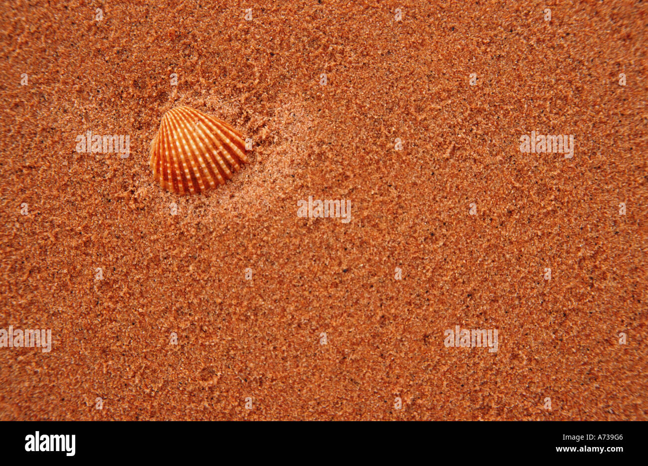 shell in sand, Australia Stock Photo - Alamy