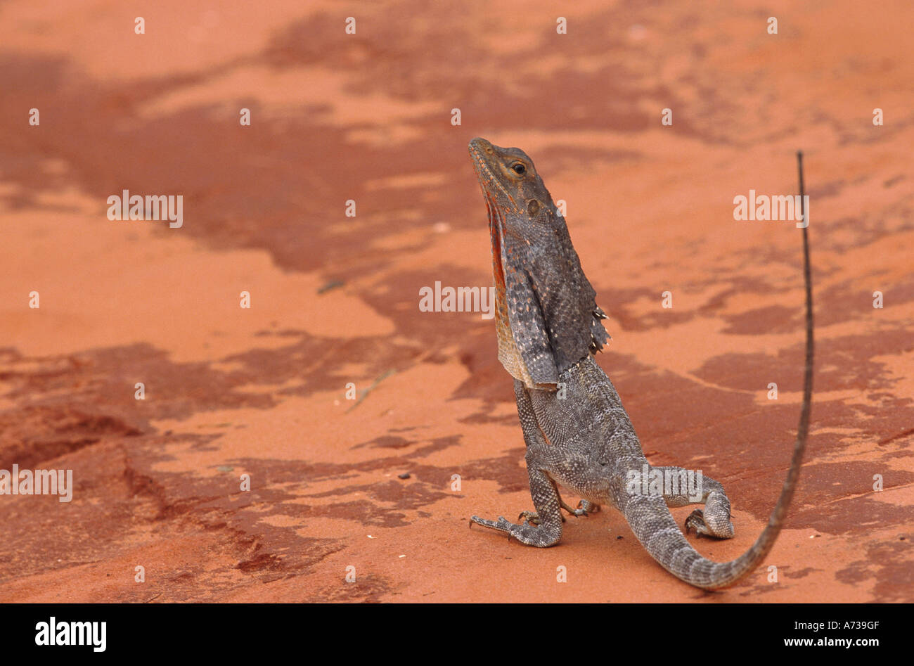 frilled lizard, Australian frilled lizard, frill-necked lizard ...