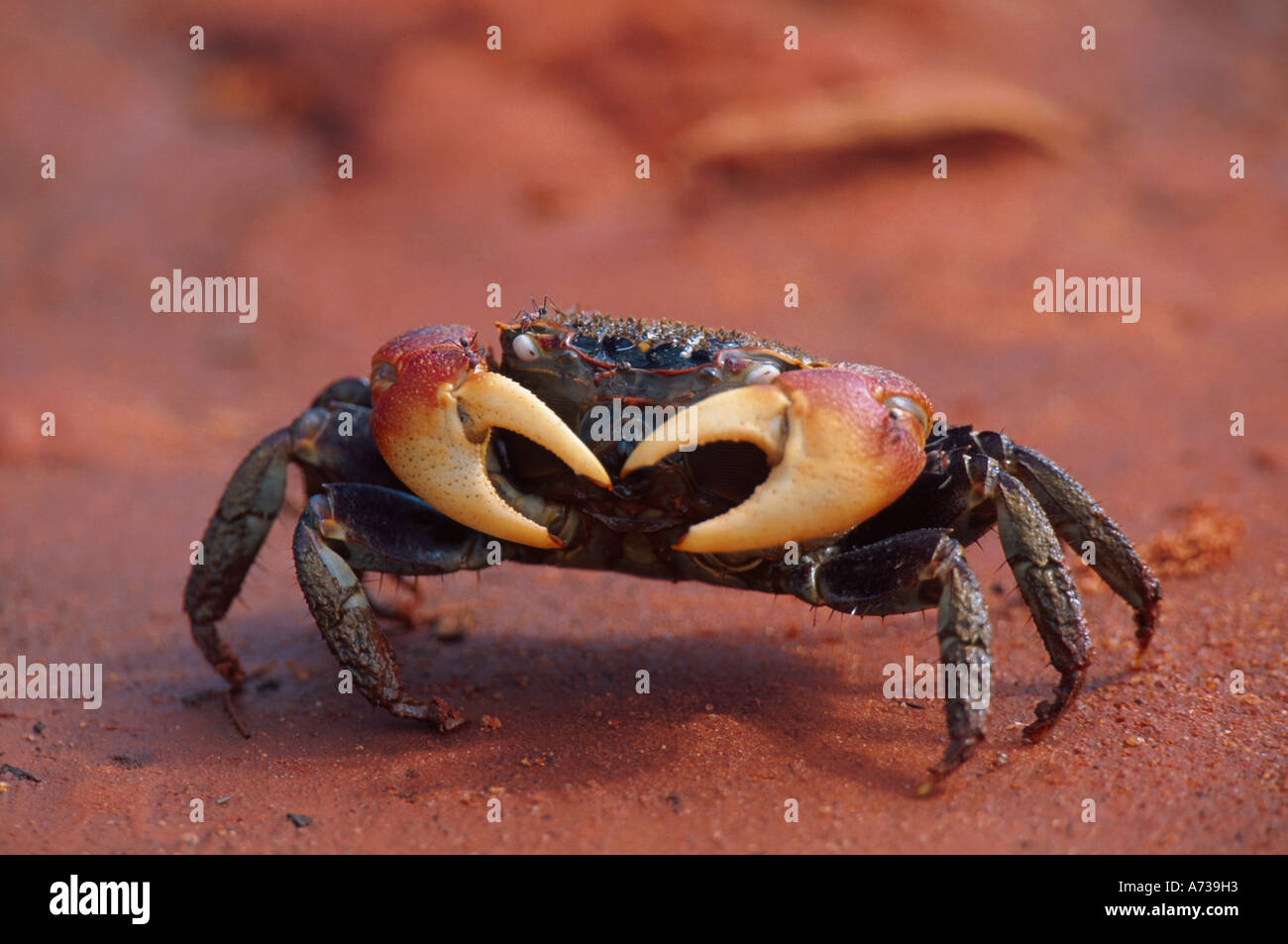 Australia 1 j hi-res stock photography and images - Alamy