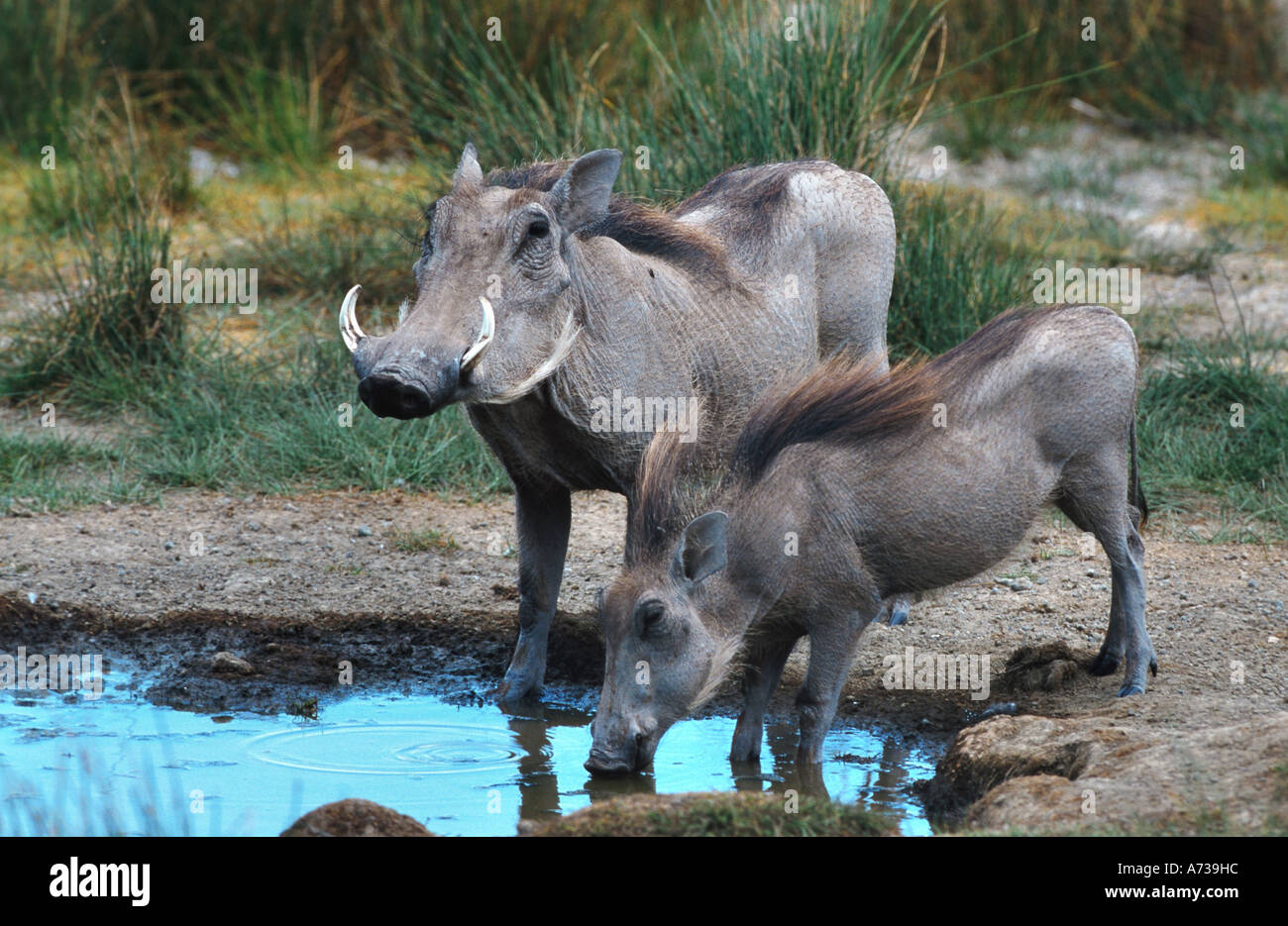 Cape warthog, Somali warthog, desert warthog (Phacochoerus aethiopicus ...