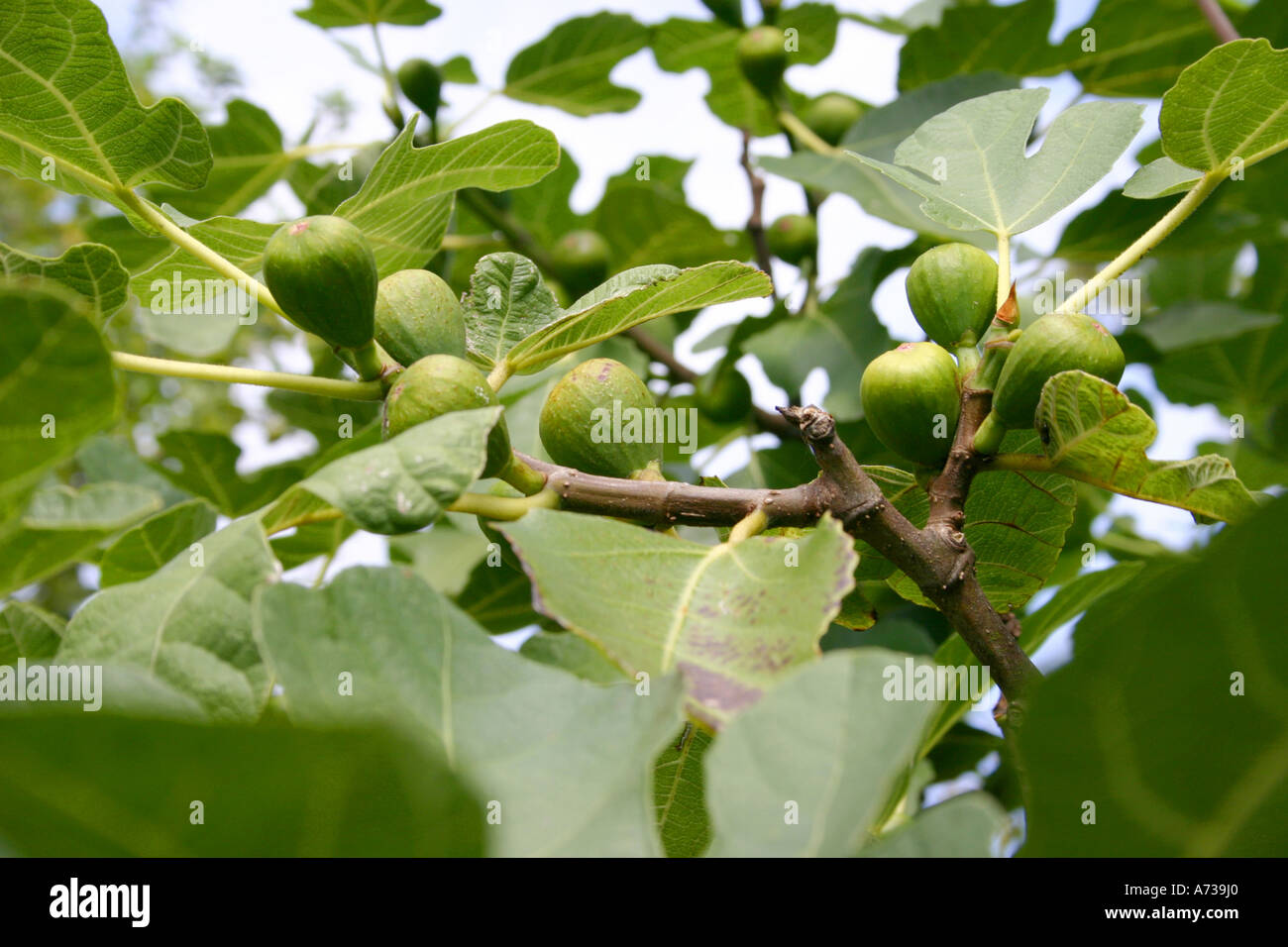 Figs growing in tree Stock Photo - Alamy