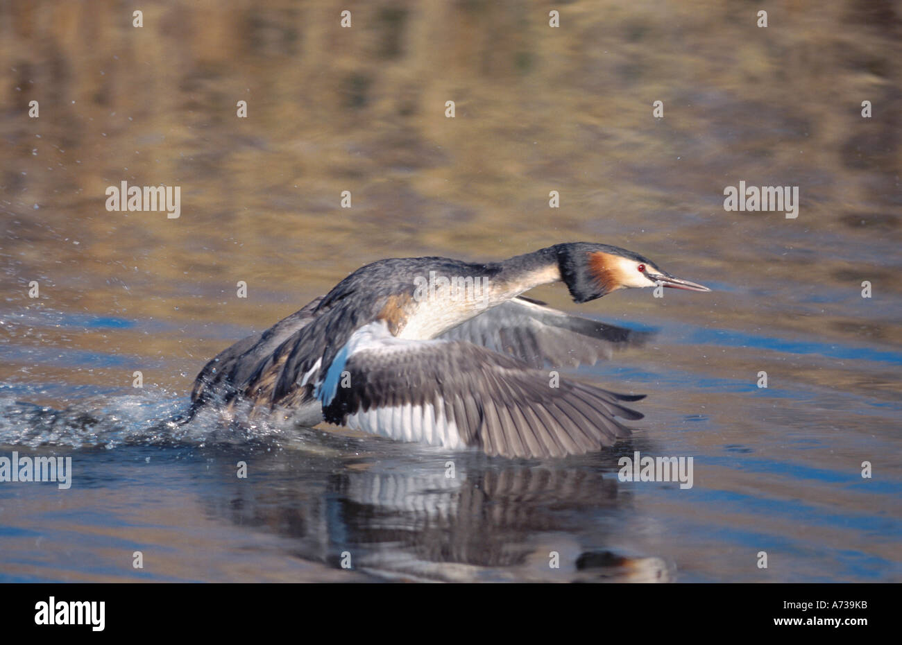 great crested grebe (Podiceps cristatus), flying up, starting ...