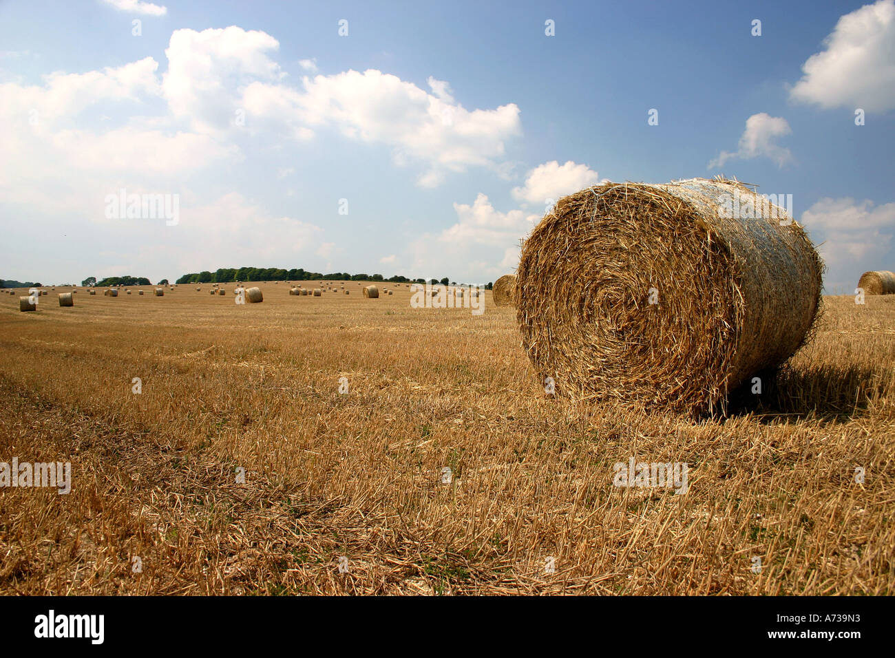Hay bales in field Stock Photo - Alamy