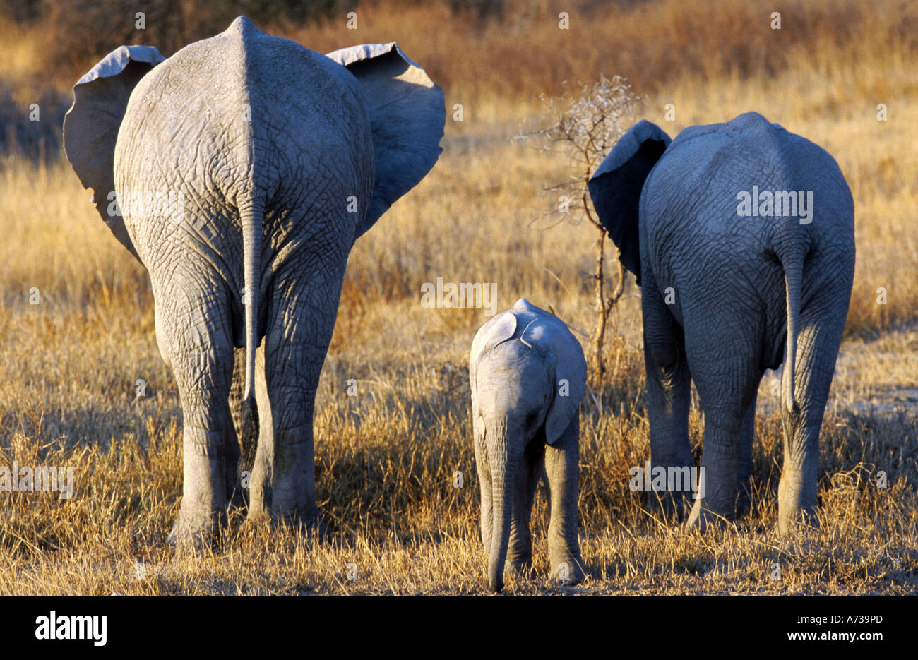 Baby elephant side and back view hi-res stock photography and images ...