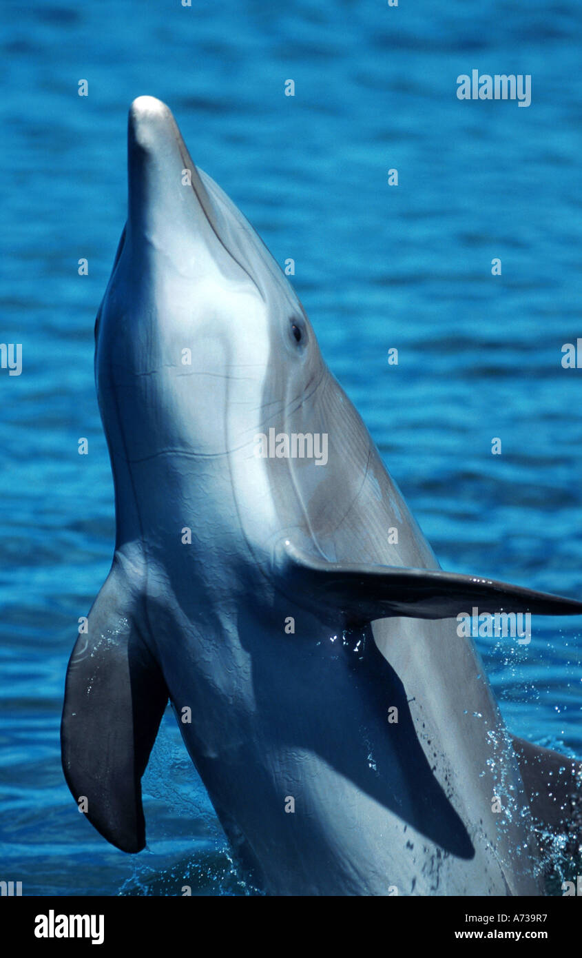 Delphinus delphis saddleback hi-res stock photography and images - Alamy