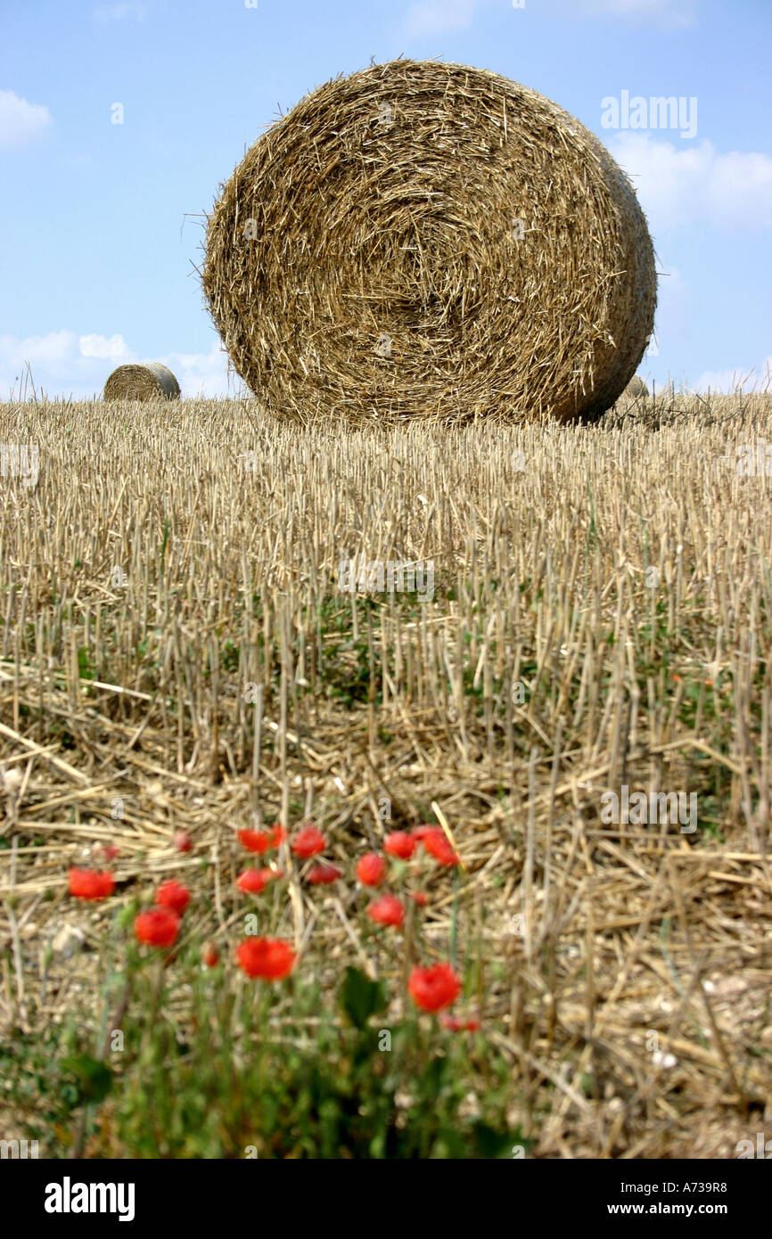 Hay bale with flowers in foreground Stock Photo - Alamy