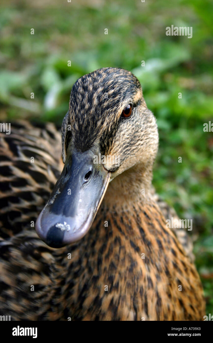 Duck bird animal hi-res stock photography and images - Alamy