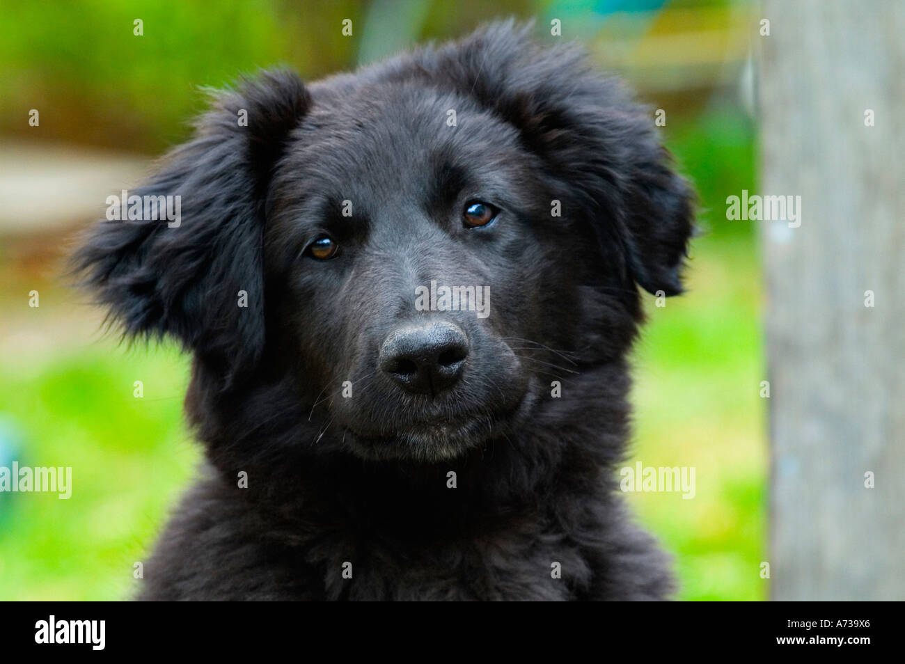 Black dog horizontal portrait hi-res stock photography and images - Alamy