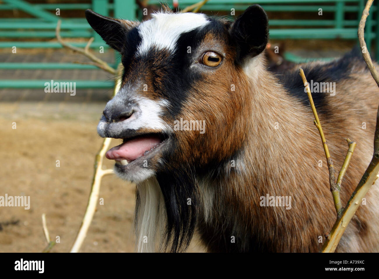 Goat mouth open hi-res stock photography and images - Alamy