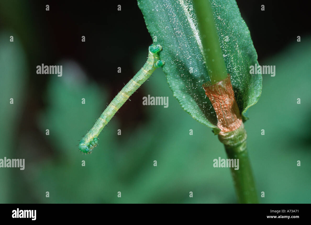 Larva of a butterfly from the Geometridae family Stock Photo - Alamy