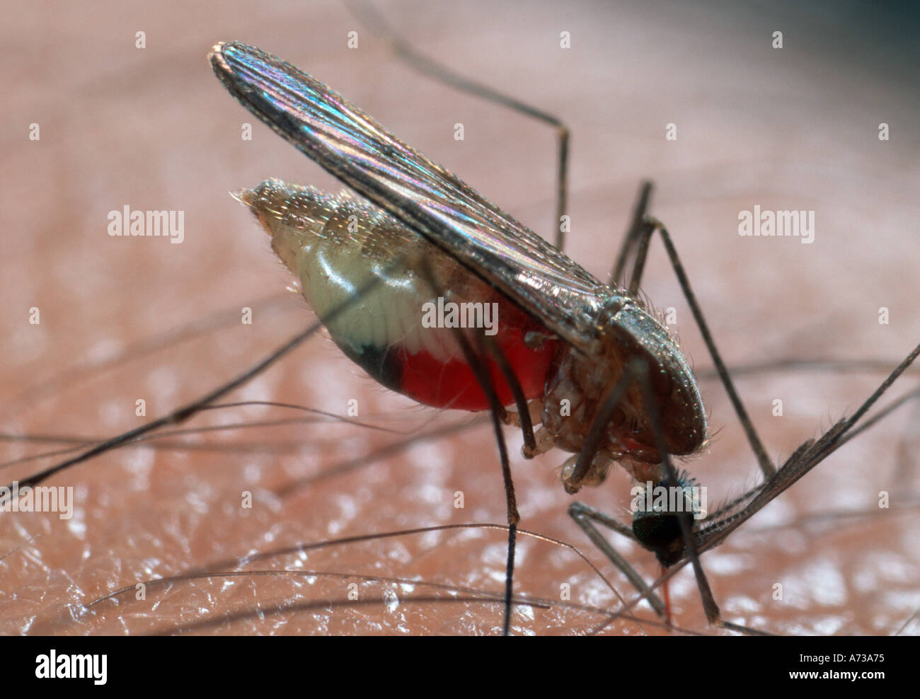 Anopheles mosquito biting hi-res stock photography and images - Alamy