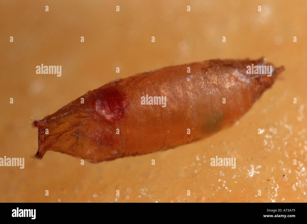 Single pupa of Fruit fly Drosophila subobscura Diptera Drosophilidae ...