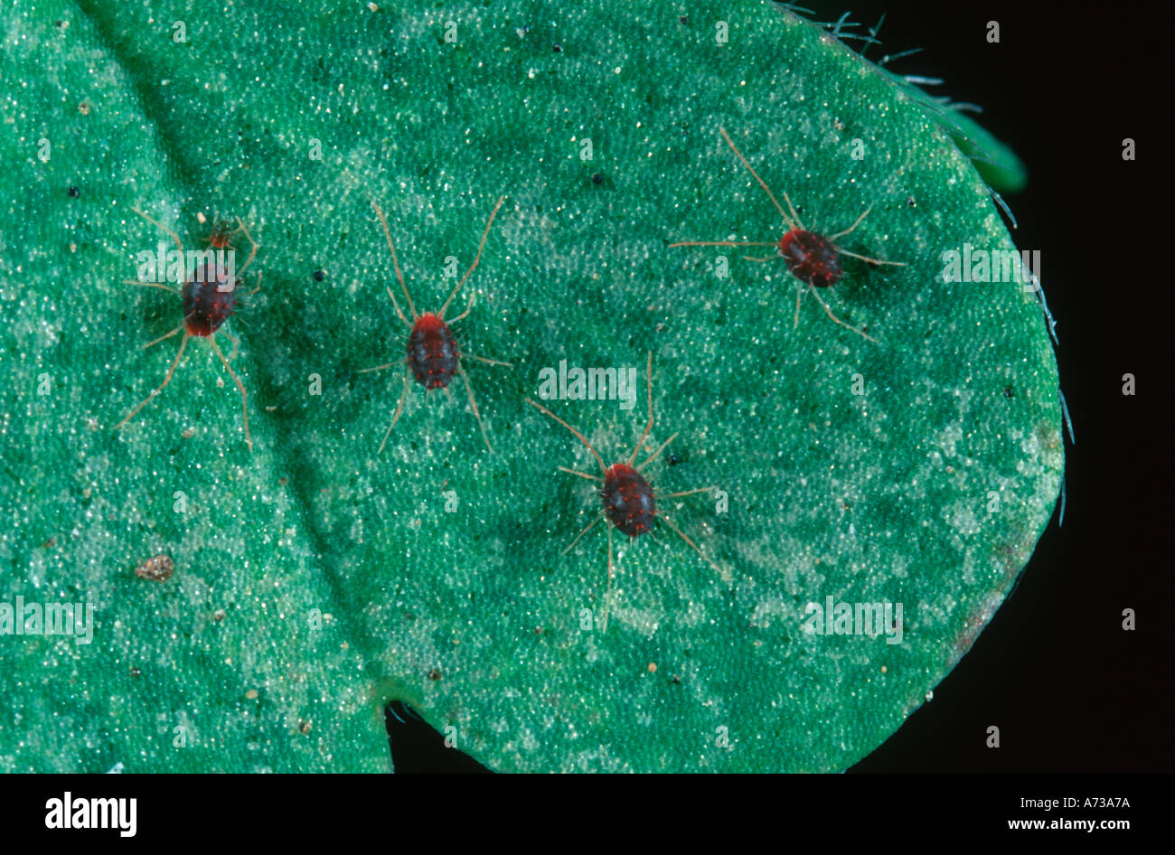 red spider mite Tetranychidae Stock Photo - Alamy