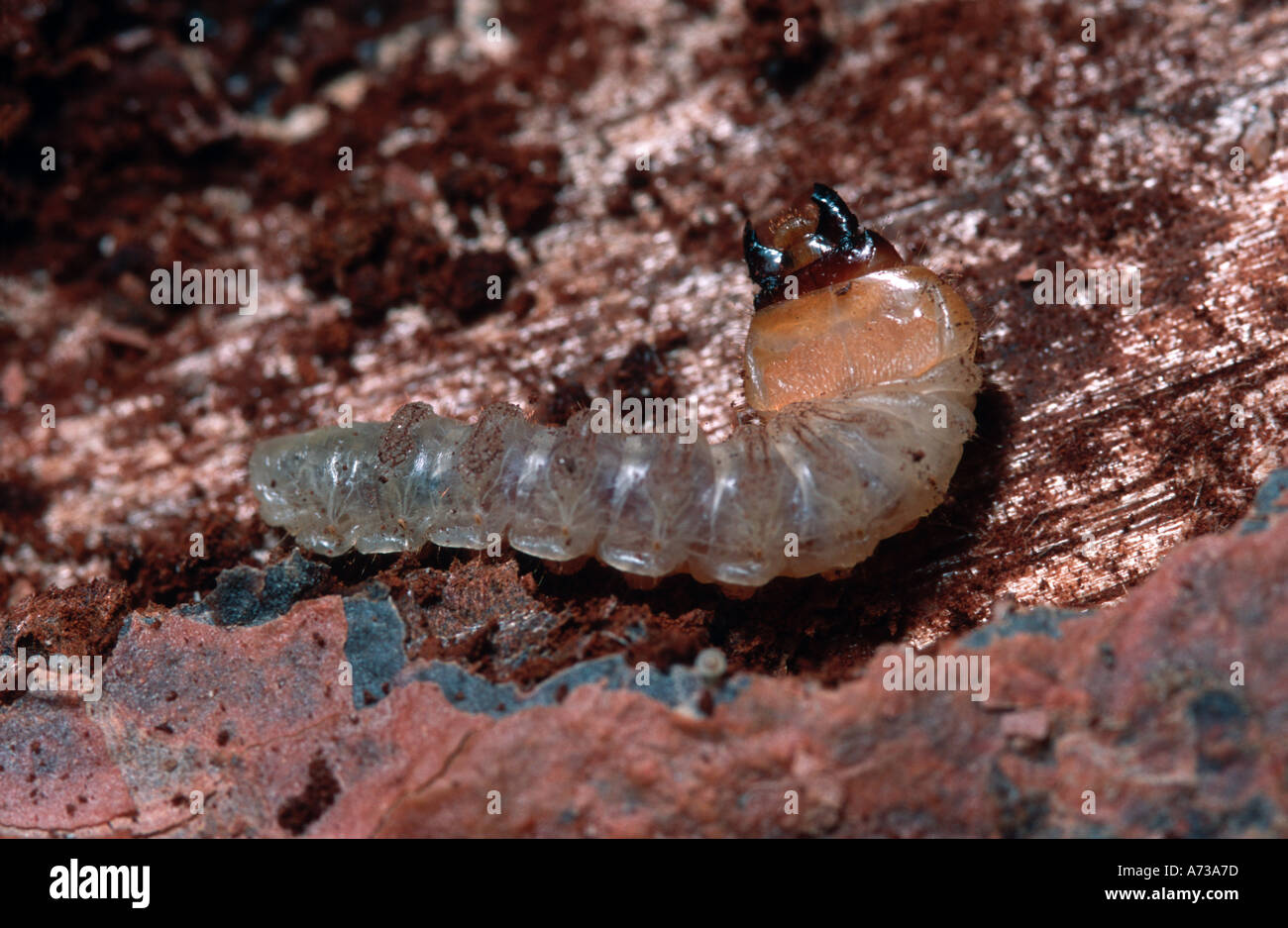 Beetle larva borer hi-res stock photography and images - Alamy