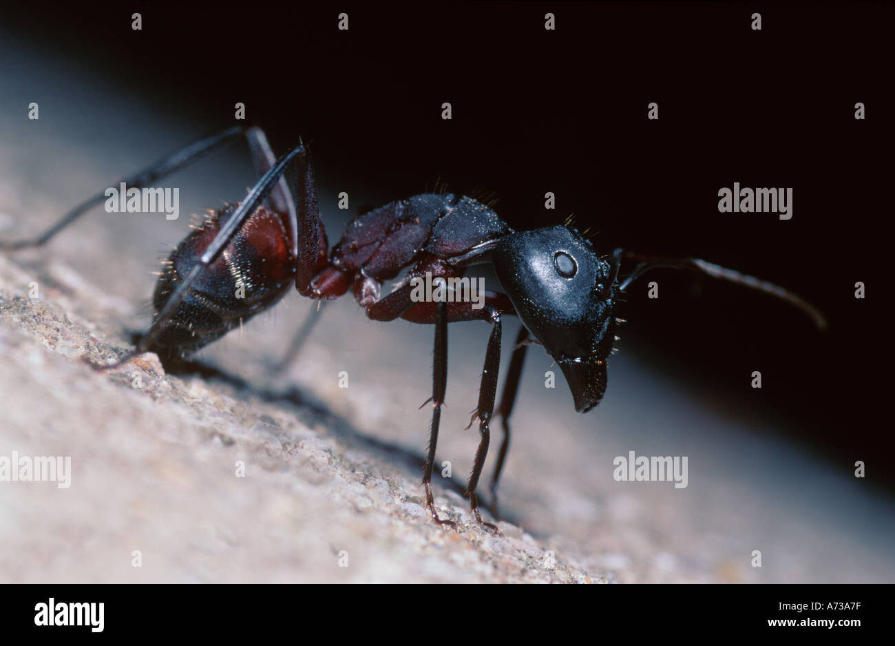 Ant Killer Stock Photos & Ant Killer Stock Images - Alamy