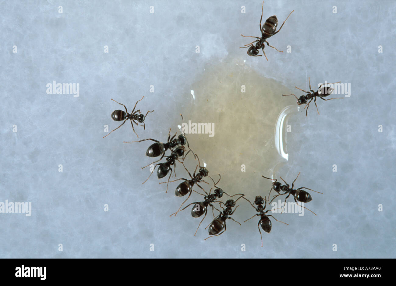 Common house ants lasius grandis hi-res stock photography and images ...