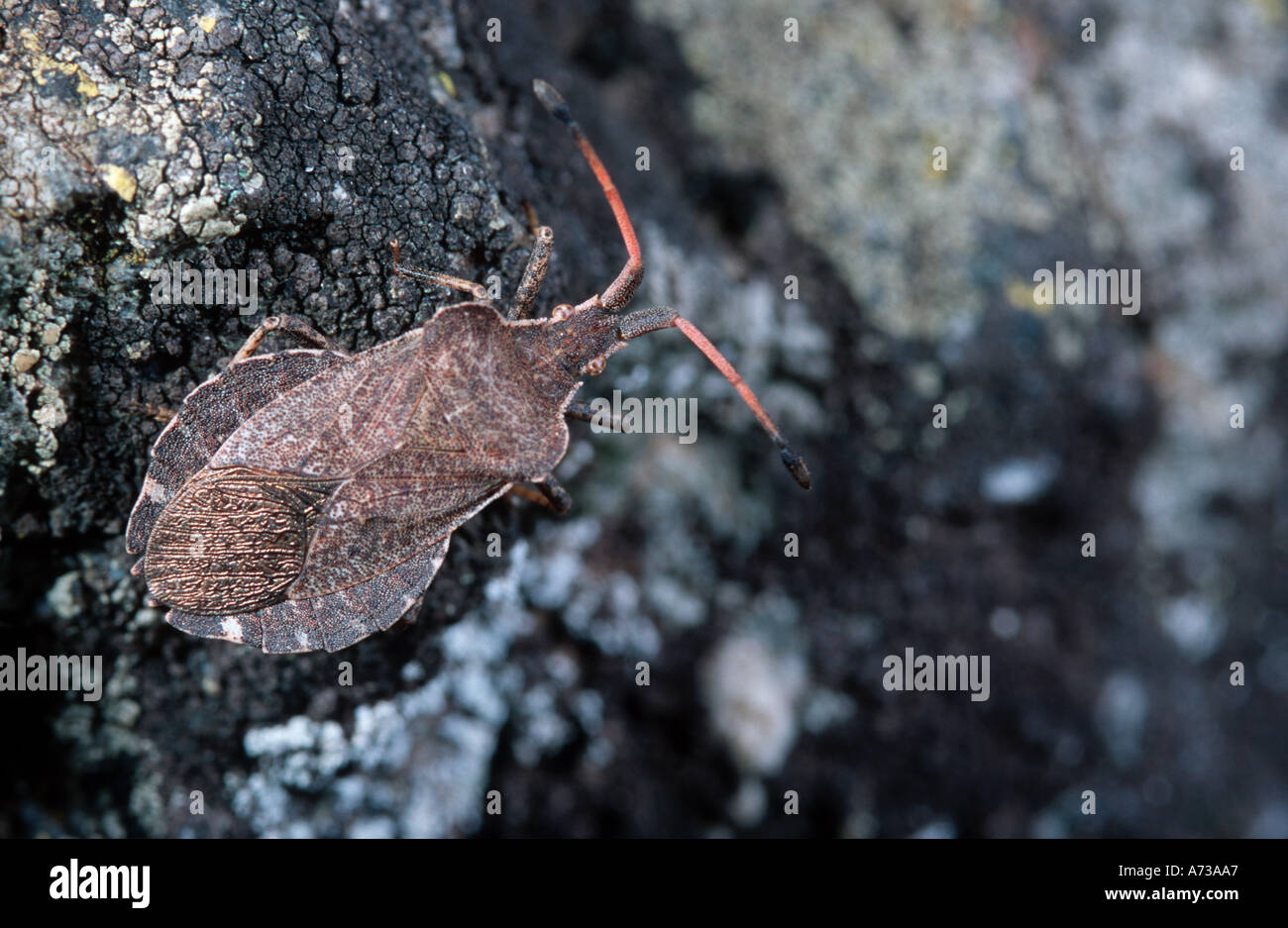 Verlusea rhombea bug Pyrenees Spain Stock Photo - Alamy