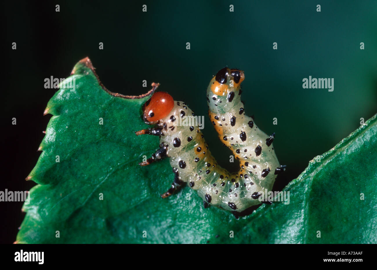 Arge rosae Hymenoptera Tenthredinidae larva the European rose sawfly ...