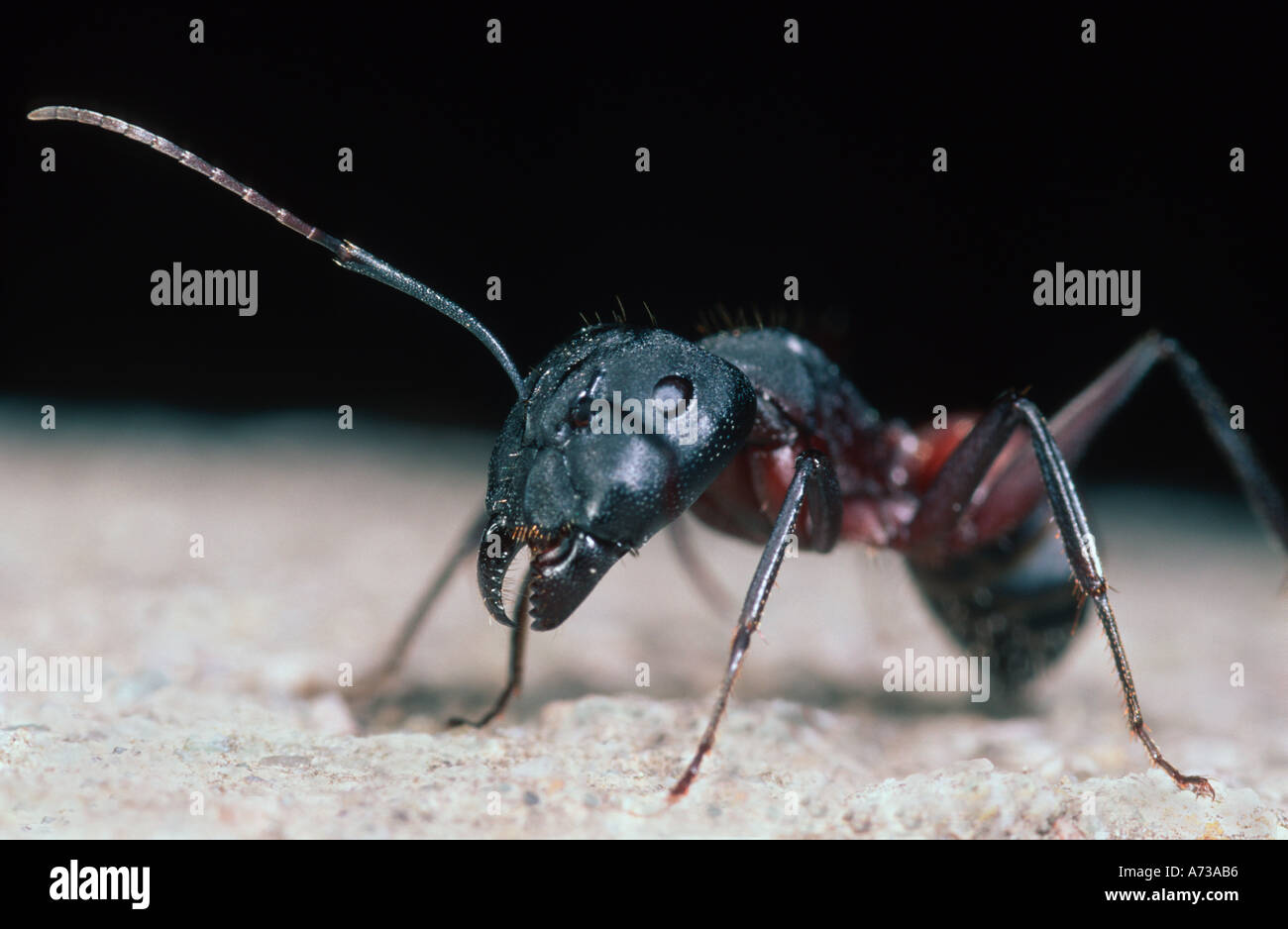 Warrior ant hi-res stock photography and images - Alamy