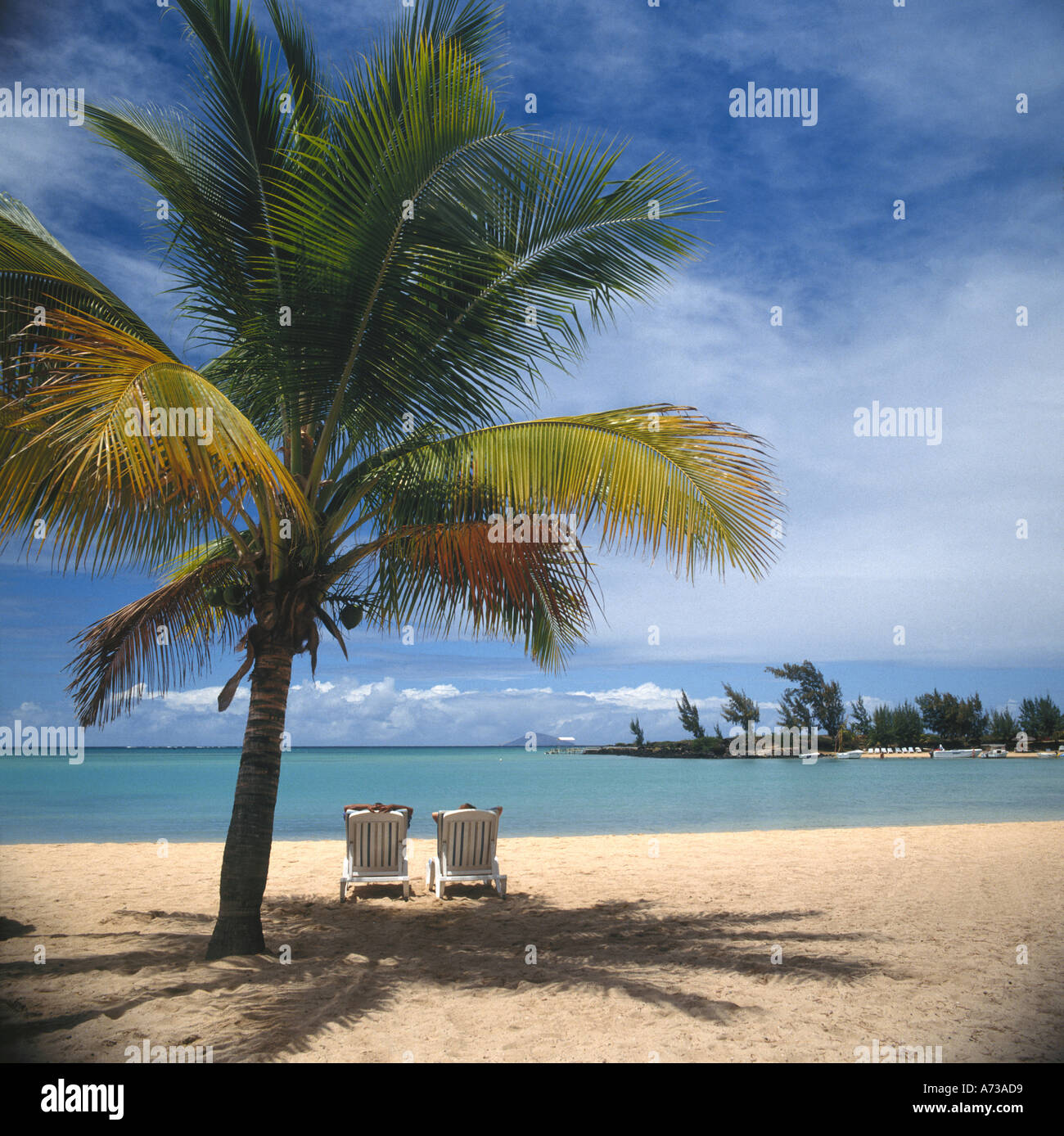 Palm tree Couples Stock Photo - Alamy