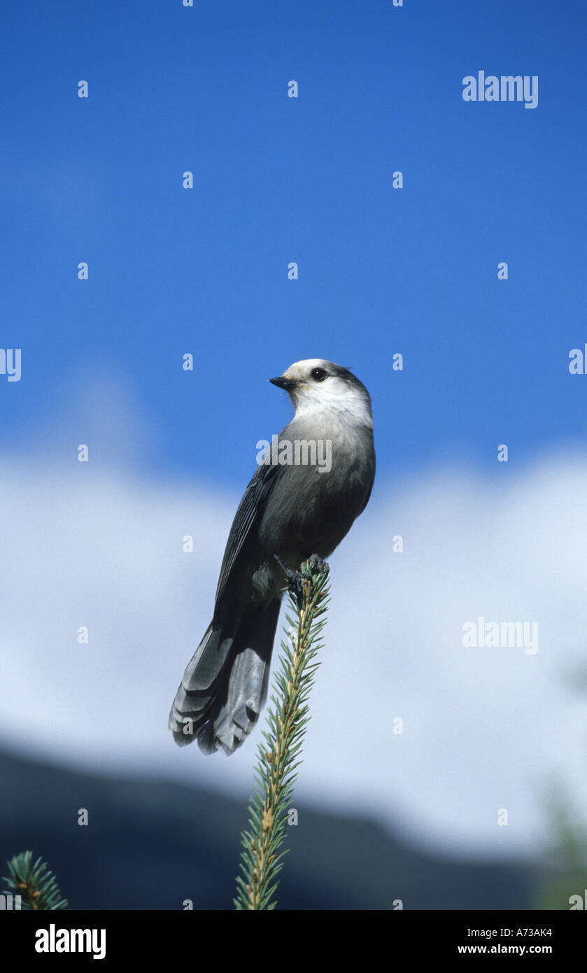 grey jay (Perisoreus canadensis), Canada, Alberta Stock Photo - Alamy