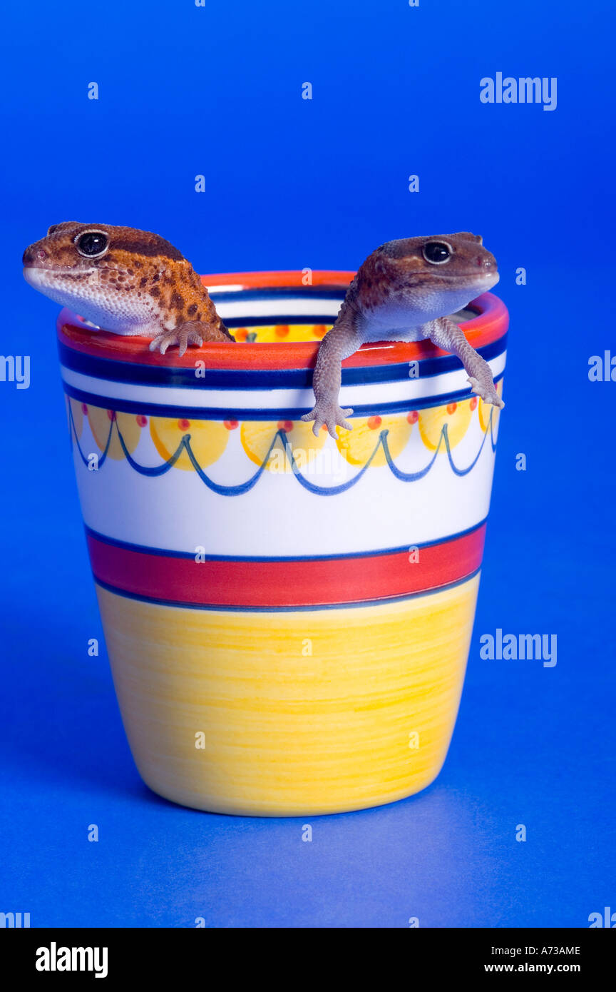 Cup O Lizards Stock Photo - Alamy