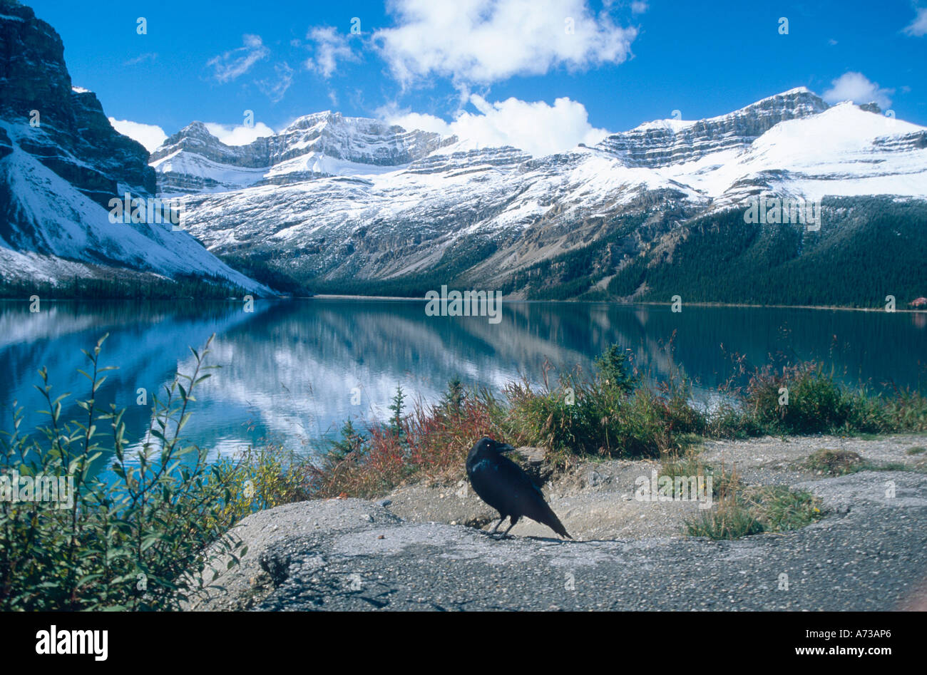 American crow (Corvus brachyrhynchos), in front of Bow Lake, Canada ...