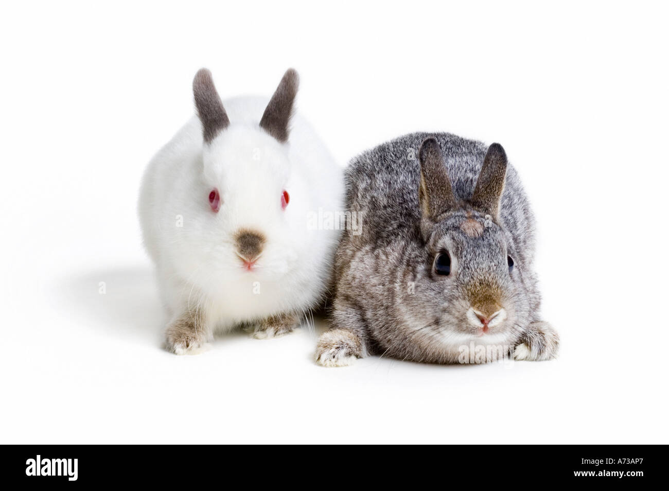 Two pair white bunnies rabbits hi-res stock photography and images - Alamy