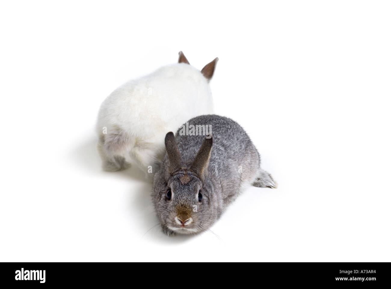 Easter Bunny Rabbits Stock Photo - Alamy