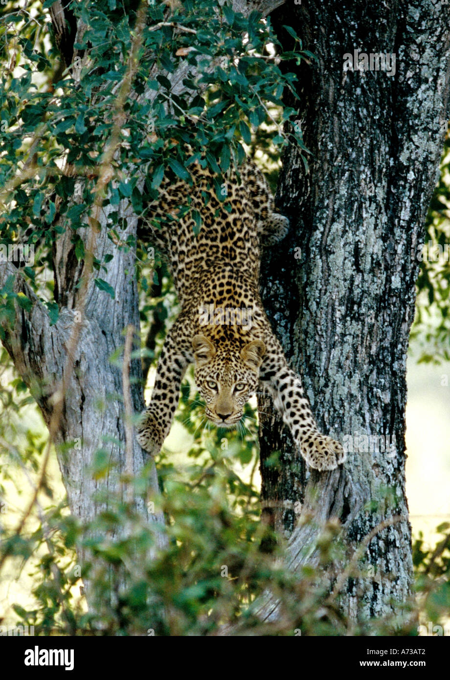Leopard climbing down tree hi-res stock photography and images - Alamy