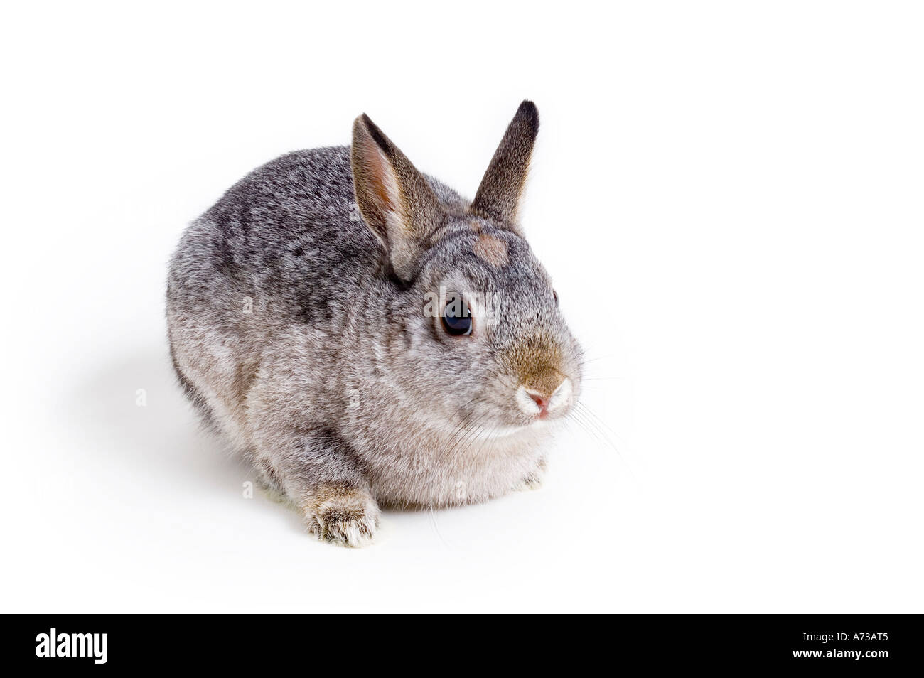 Easter bunny rabbit Stock Photo - Alamy