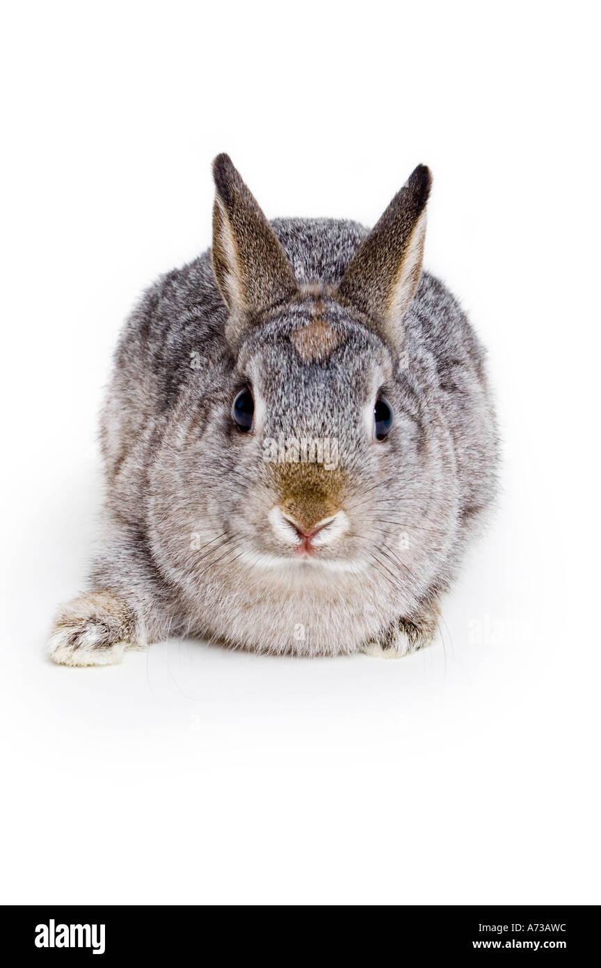 Soft bunny rabbit hi-res stock photography and images - Alamy