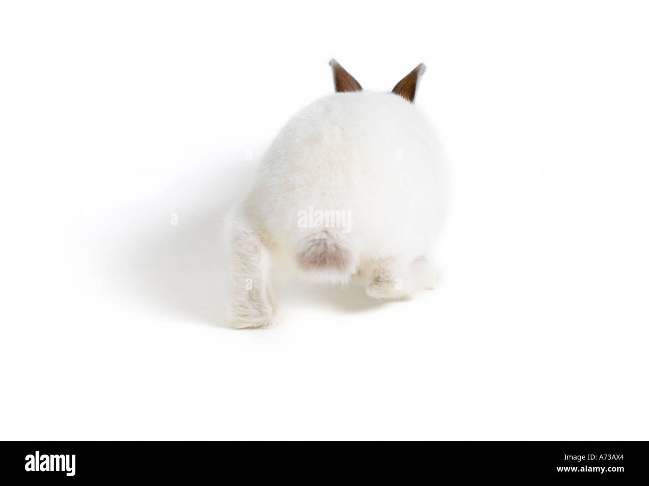 White bunny back view hi-res stock photography and images - Alamy