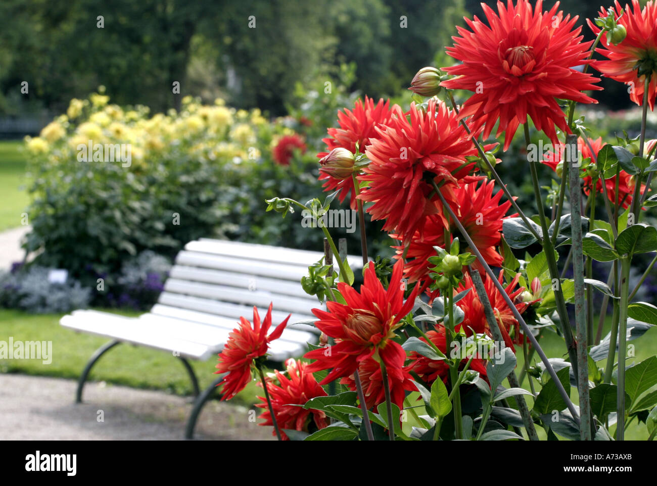 blooming red dahlia, Germany, Baden-Baden Stock Photo - Alamy